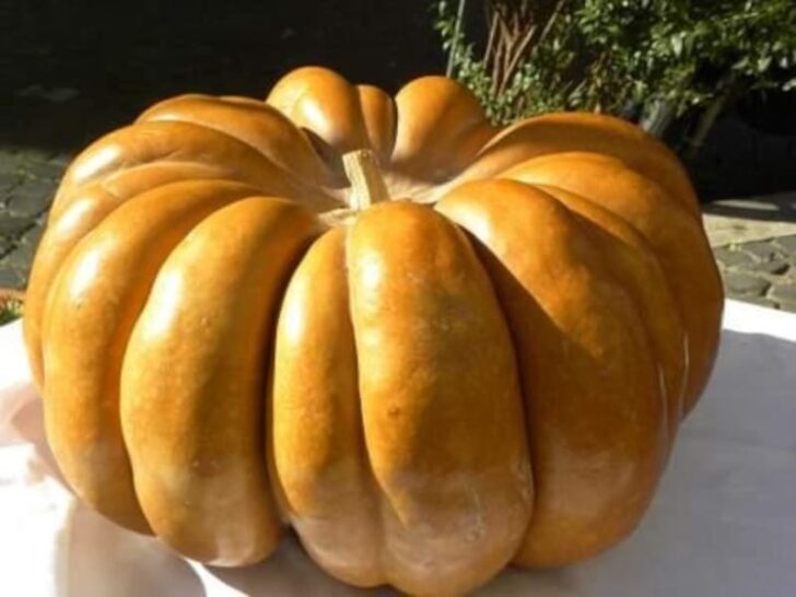 Πουρές Γλυκοκολοκύθας με Πατάτα - Κοπιάστε .. στην Κουζίνα μου